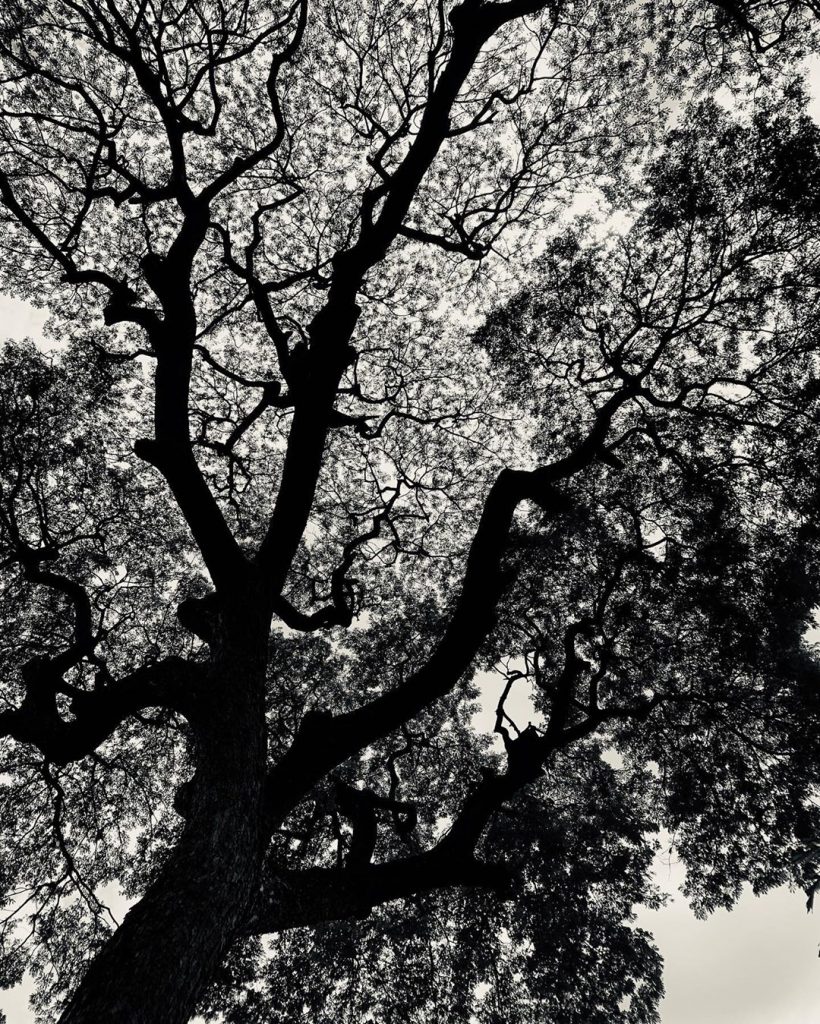 The filigree patterning of this tree canopy figure ground is so ...